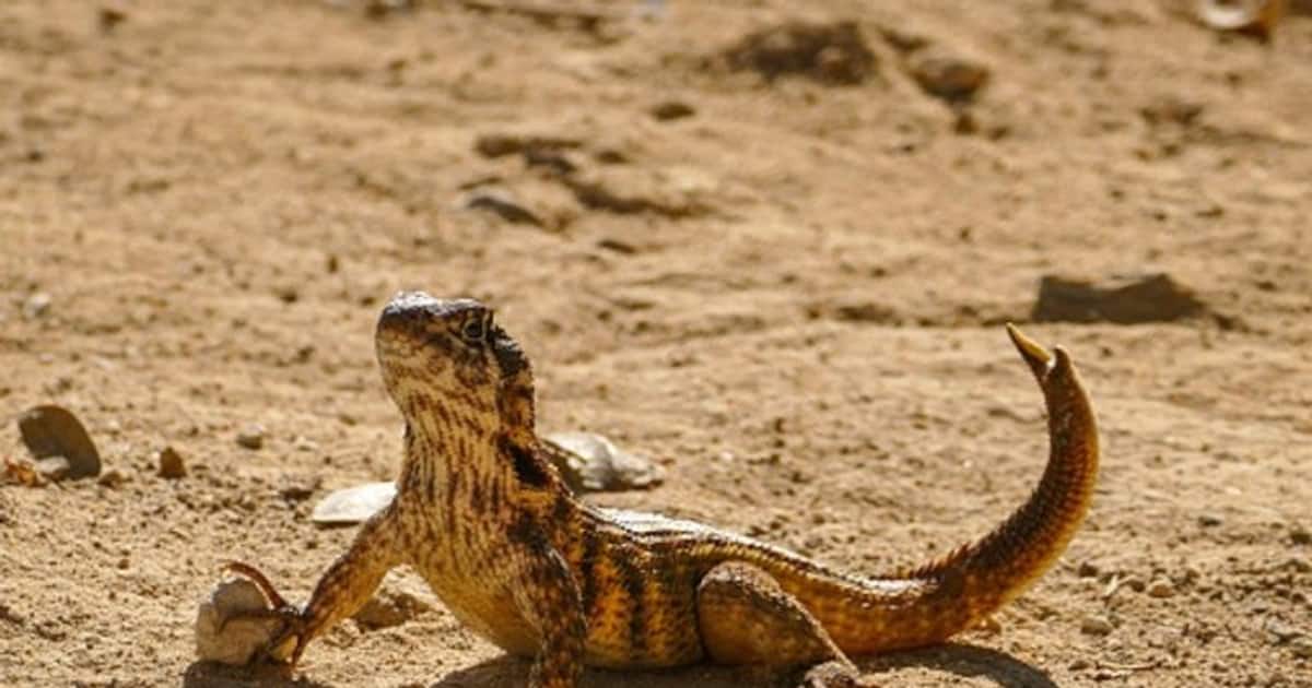 Ancient lizard-like species that lived 247 million years ago discovered ...