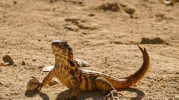 Ancient lizard-like species that lived 247 million years ago discovered ...