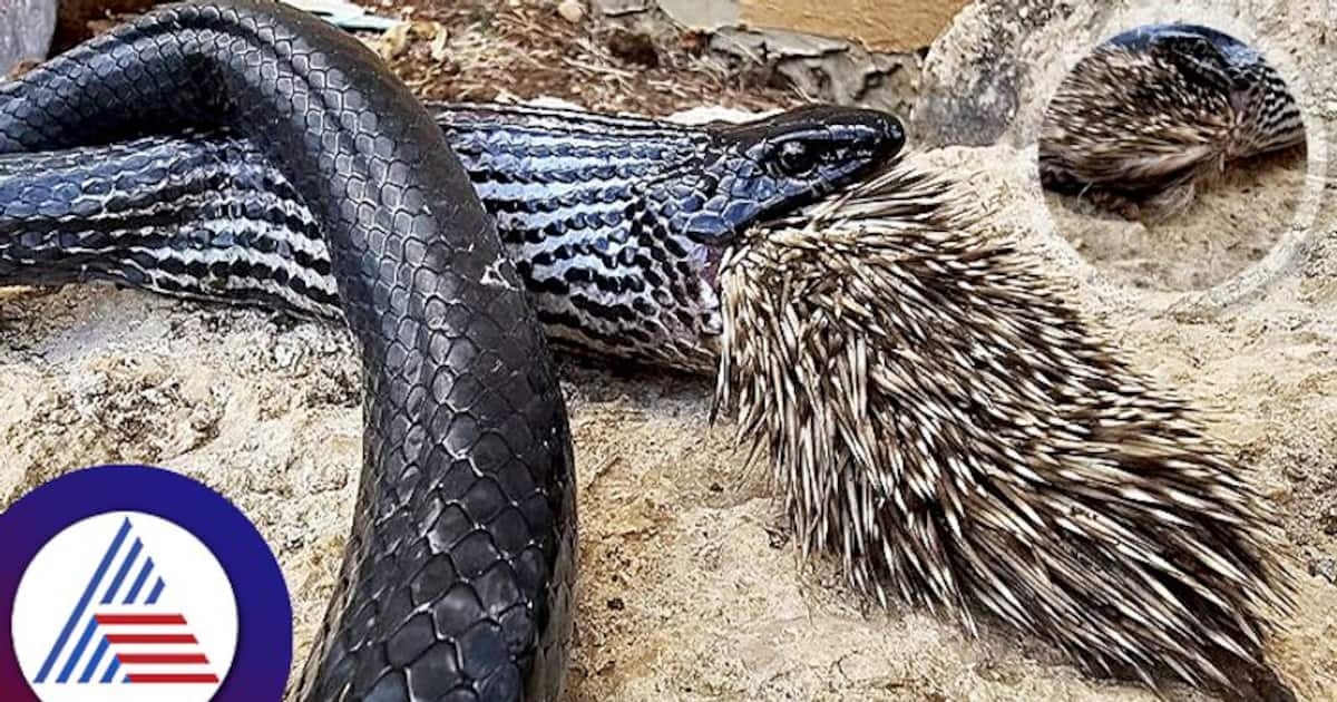 Snake Tries To Eat Porcupine: ಮುಳ್ಳುಹಂದಿ ತನ್ನ ಆಹಾರ ಎಂದುಕೊಂಡು ತಪ್ಪು ...