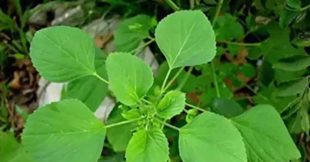 Kuppaimeni benefits tamil : ஒரே இலை பல பிரச்சனைகளுக்கு தீர்வு ...