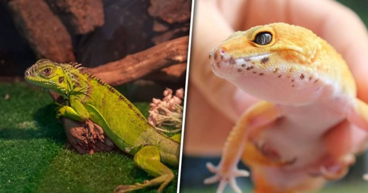 National lizard day: 6 best reptilian pets known for companionship