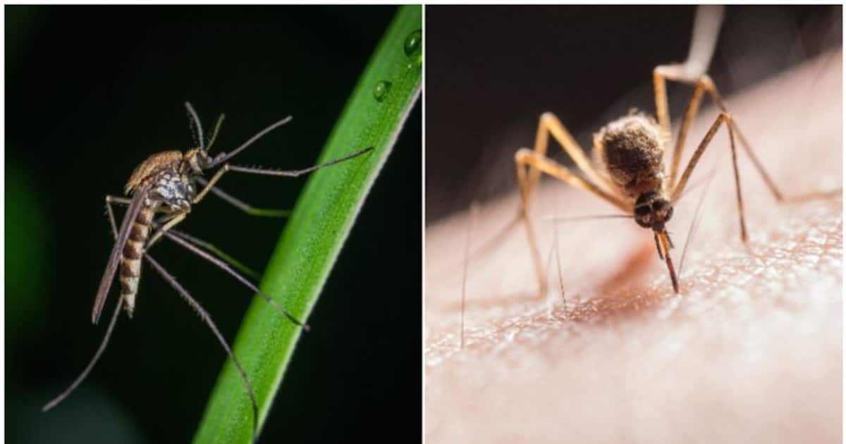 Shielding Lives from Dengue: 7 essential lifestyle changes for ...