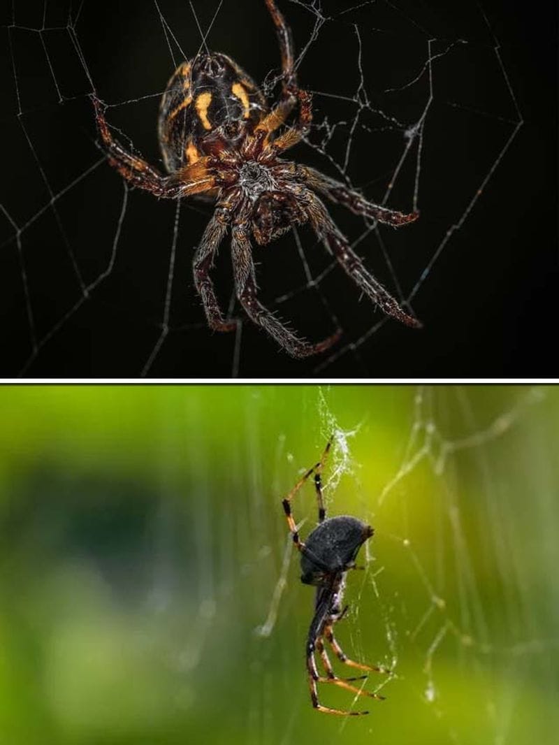 7 most poisonous spiders known for their lethal bites