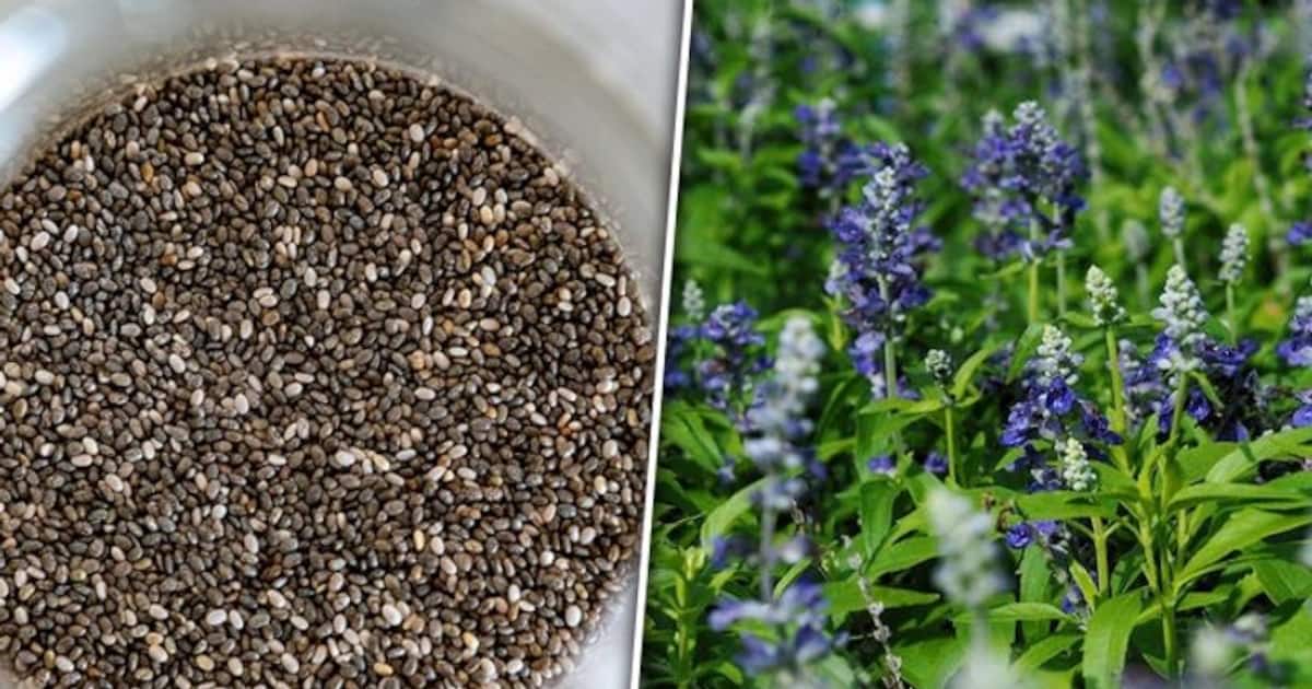 Follow these 6 simple steps to cultivate chia seed plants in your home ...