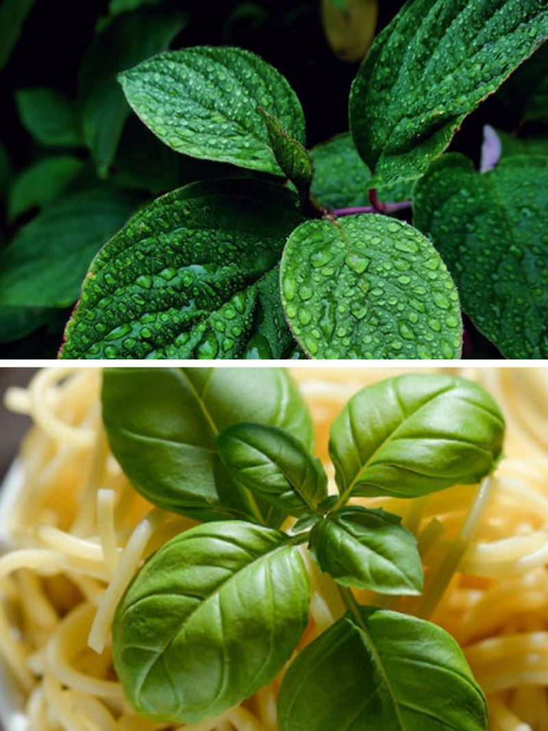 Mint to Basil: 7 Kitchen Herbs you can grow at home