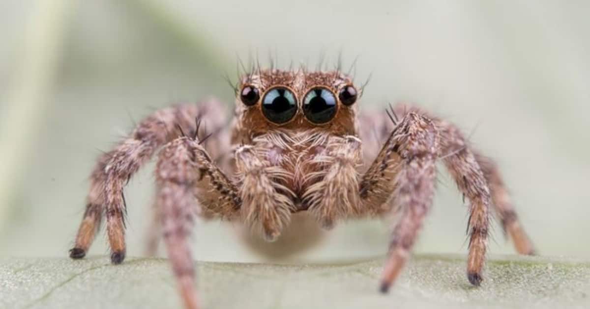 Arachnid allies: 6 fascinating spiders that make unexpected companions