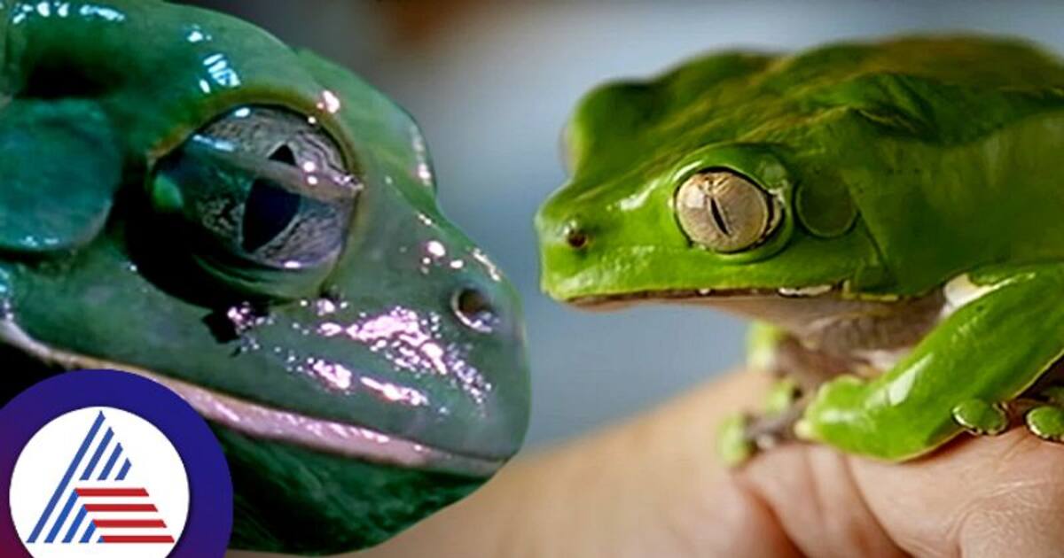 Not only Human Monkey frogs also using Moisturizer ನಿಮಗಿದು ಗೊತ್ತಿತ್ತಾ ...