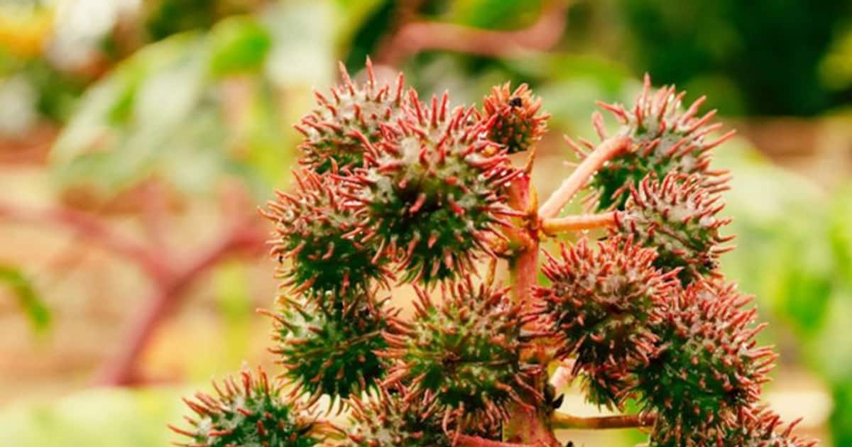 Chapati Kalli Fruit Benefits : எக்கச்சக்க நன்மைகள் தரும் "சப்பாத்தி ...