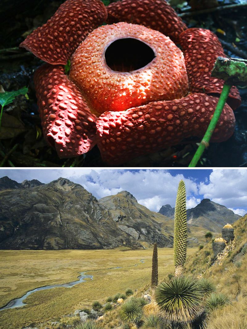 Rafflesia to Amazon Waterlily: 6 biggest flowers on Earth