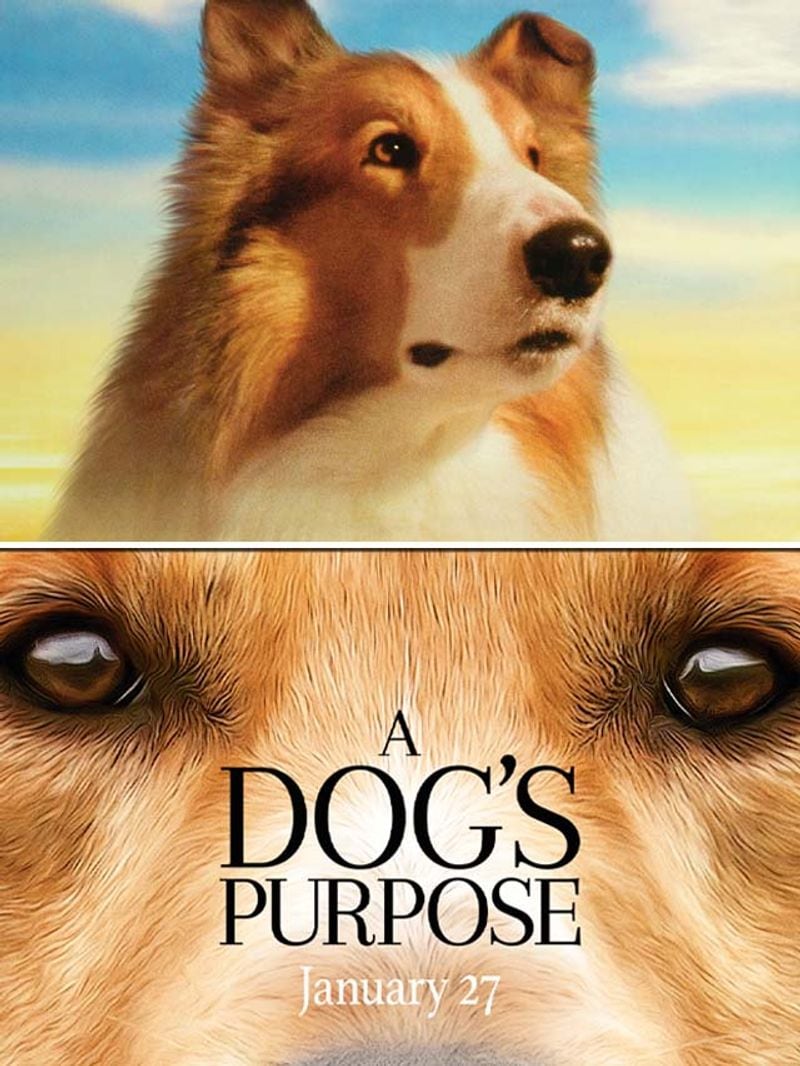 International Dog Day: 7 best Dog films for the day