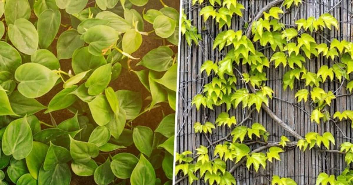 7 vital factors to consider when cultivating indoor creepers