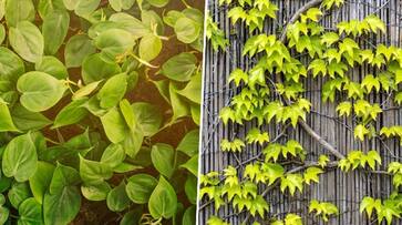 7 vital factors to consider when cultivating indoor creepers