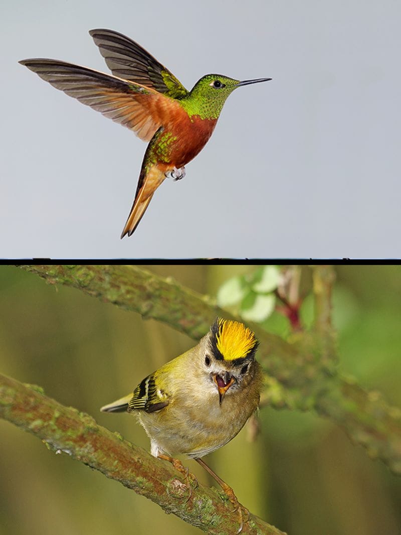 Bee Humming Bird to Goldcrest: 7 lightest birds in the world