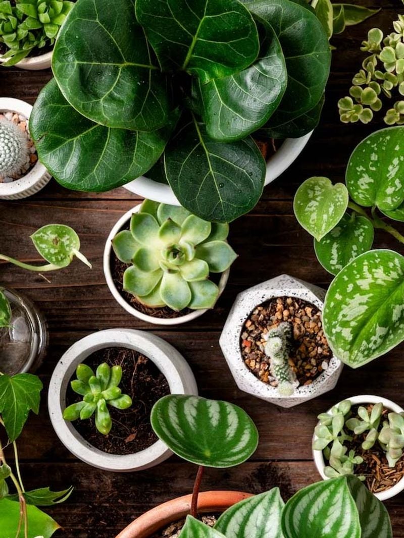 7 tips to keep your plants thriving in every season