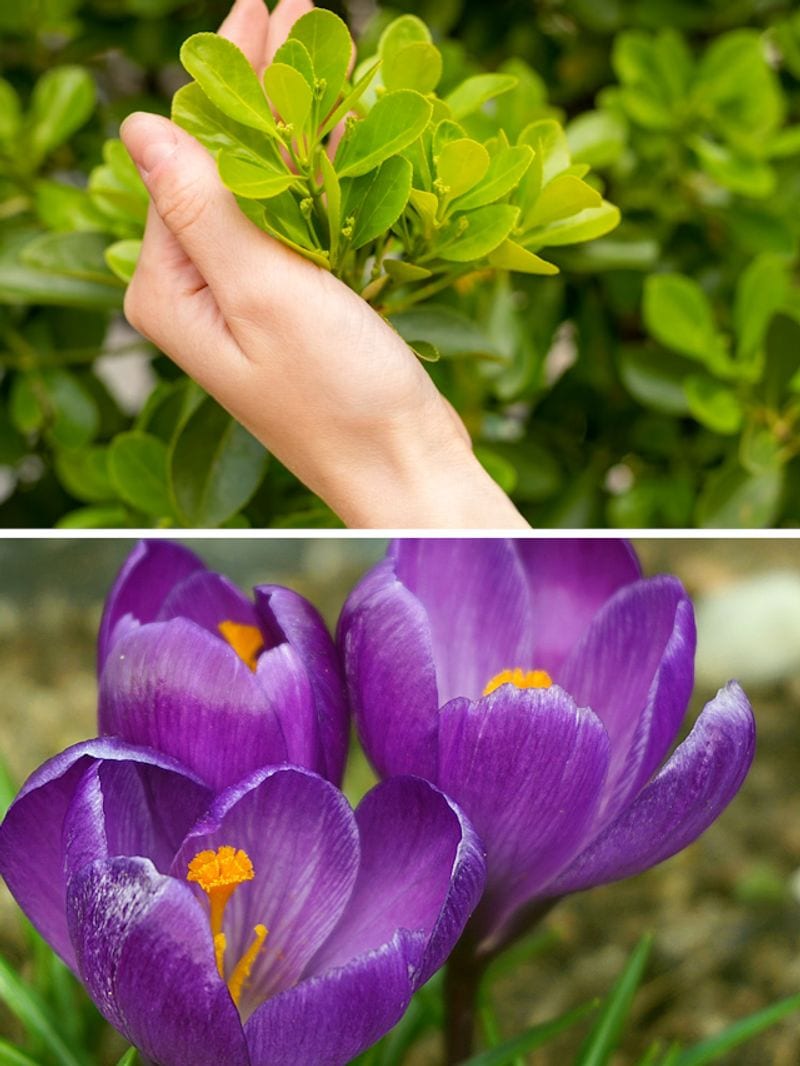 Saffron to Ginseng-7 plants for better sex drive
