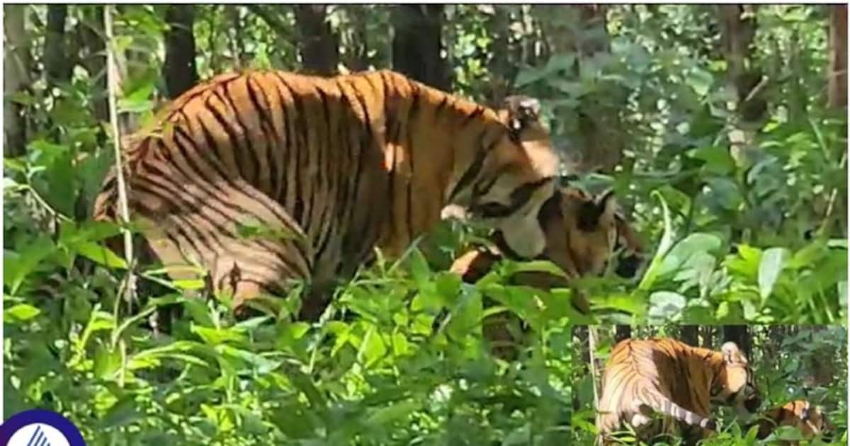 Tigers mating at Bhadra Wildlife Sanctuary in Chikkamagaluru: Viral ...