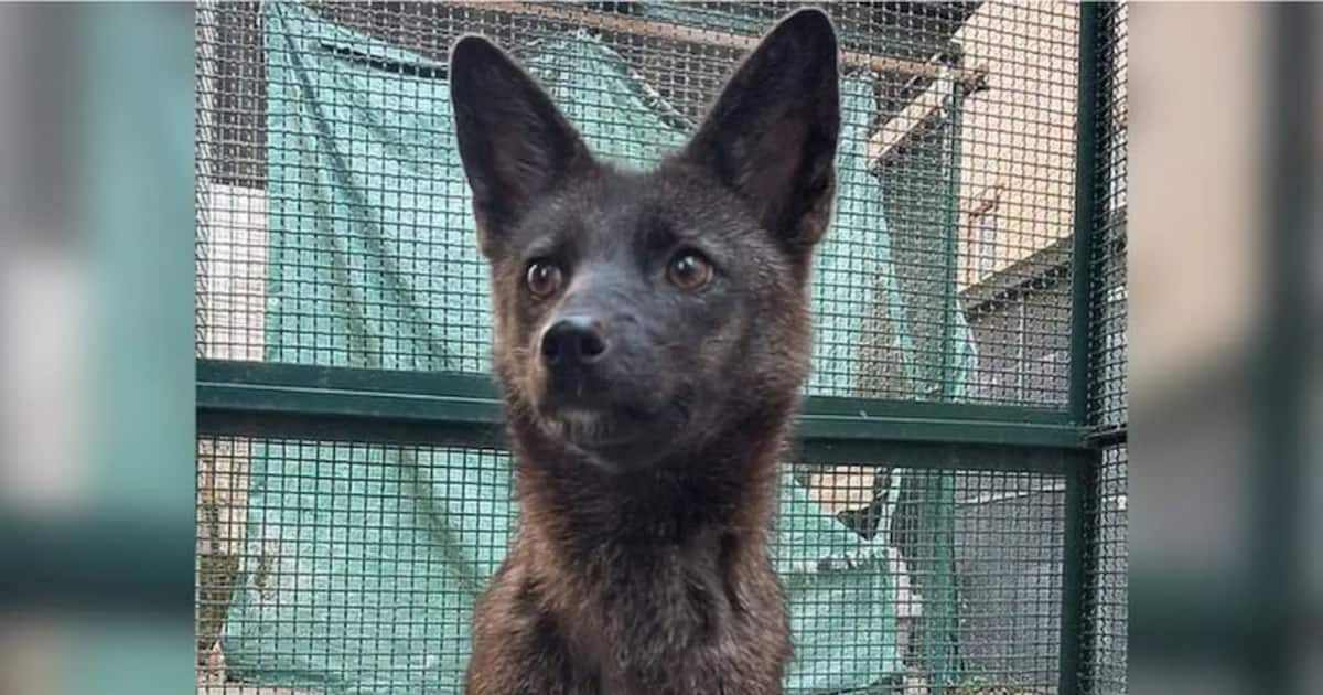 Unveiling 'Dogxim': World's first dog-fox hybrid found in Brazil sparks ...