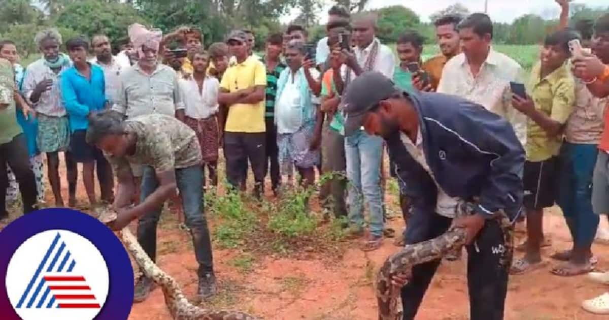 Wildlife python ತುಮಕೂರು: ಮೇಕೆಯನ್ನು ನುಂಗಲು ಯತ್ನಿಸಿ ಗ್ರಾಮಸ್ಥರಲ್ಲಿ ಭೀತಿ ...