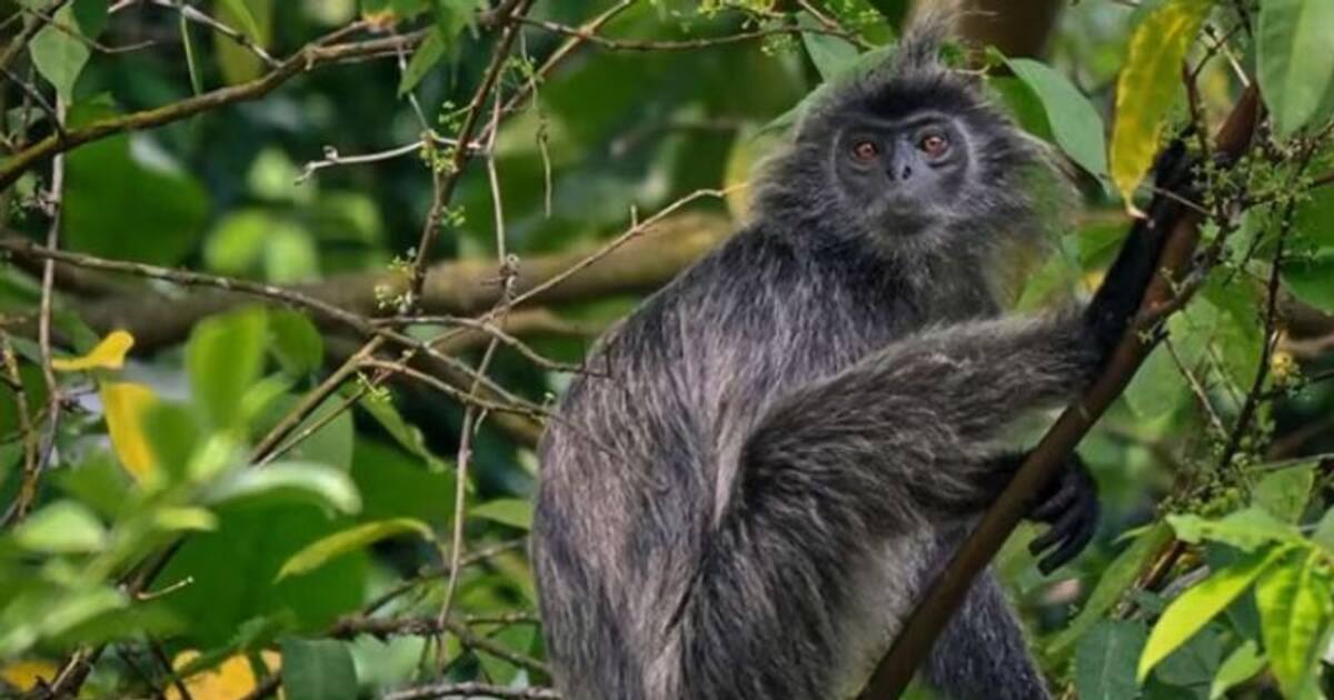 சிங்கப்பூரில் சிக்கிய புதிய வகை குரங்கு! சிவப்புக் கண்...வெள்ளி உரோமம் ...