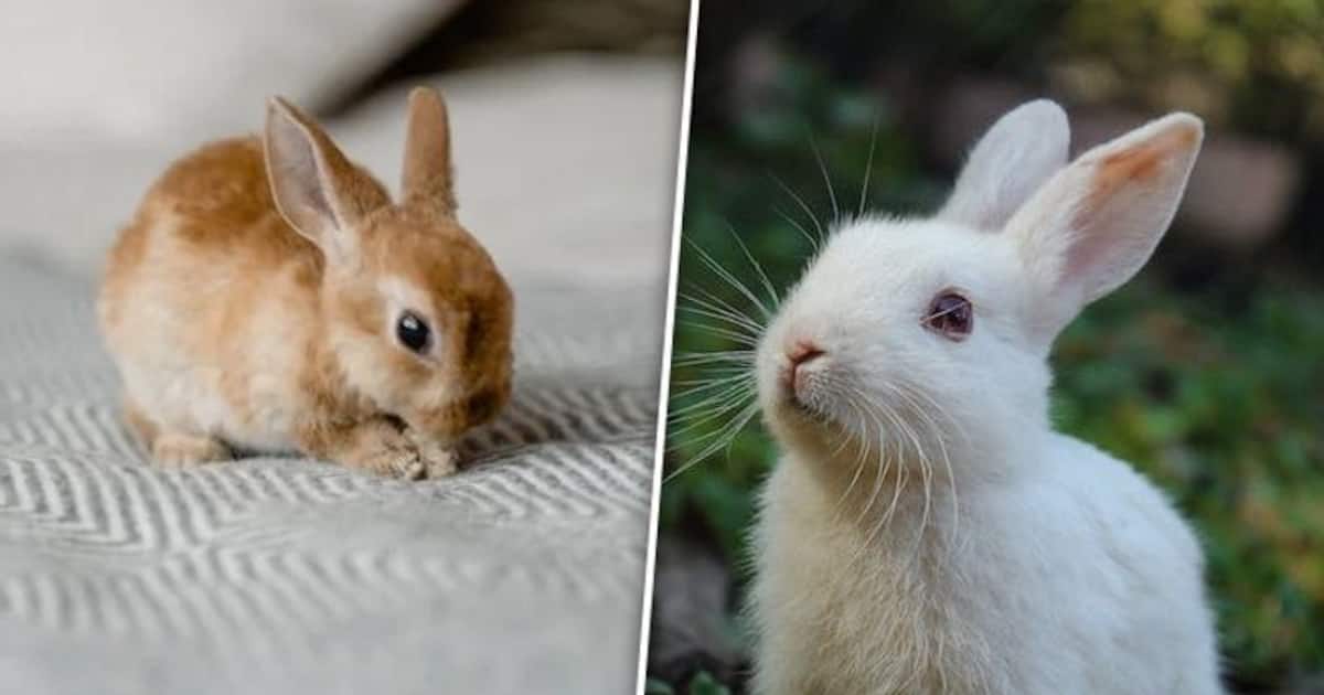 International Day of Rabbits 2023: Day, history and significance