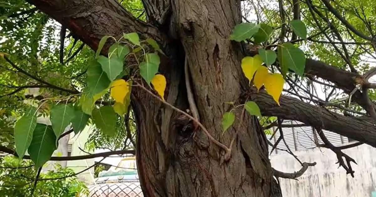 அது எப்பா? வேப்ப மரத்தின் உச்சியில் இருந்து வளரும் அரசமரம்; பக்தர்கள் ...