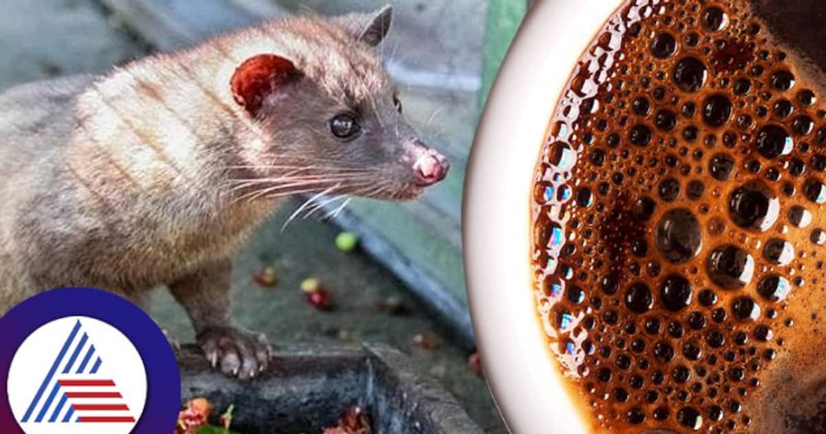 ಛೀ ಅನ್ನಬೇಡಿ… ಪ್ರಾಣಿ ಮಲ, ಎಂಜಲು, ವಾಂತಿಯಿಂದ ಮಾಡಿದ ಕಾಫಿಗೆ ತುಂಬಾ ರೇಟ್!