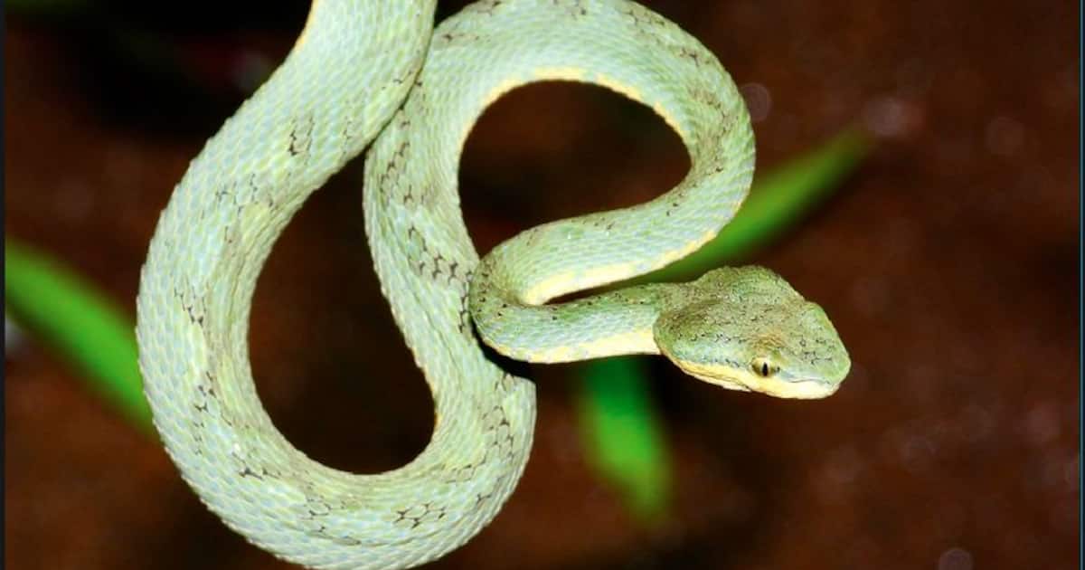 Rare and beautiful serpent ‘Bamboo Pit Viper’ discovered in Karnataka's ...