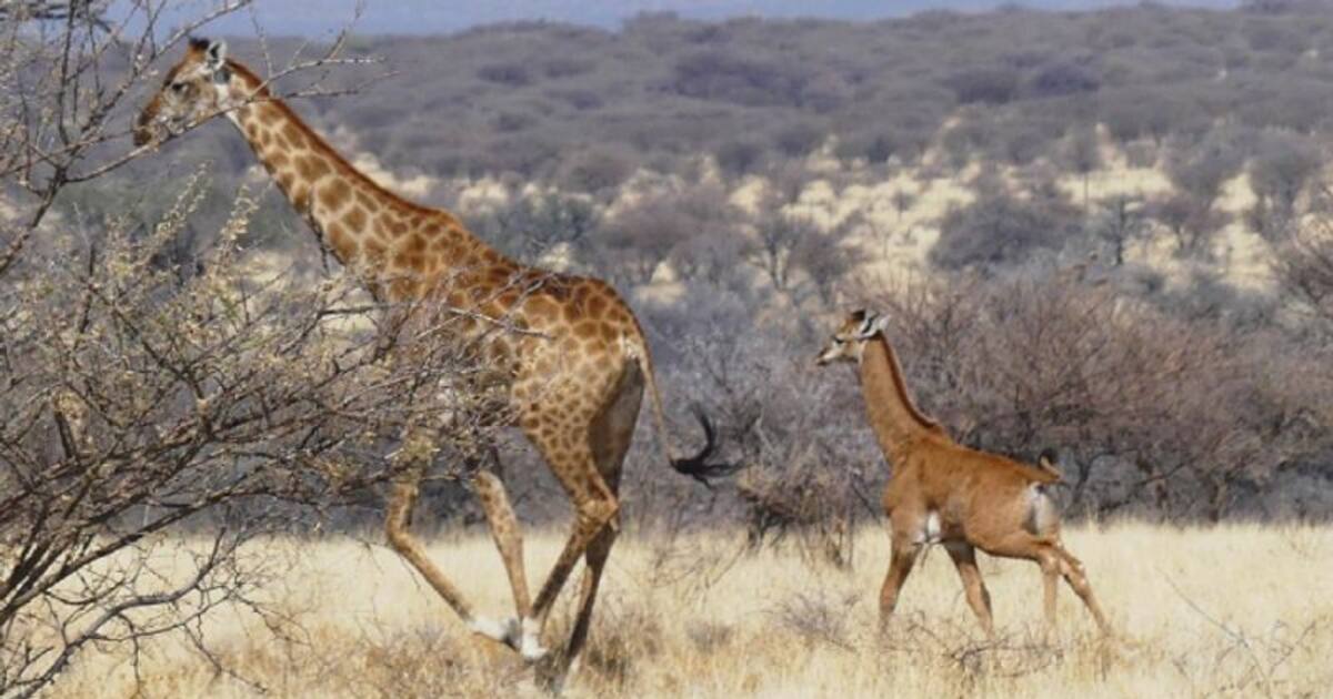 Women took Giraffe Poo : Airportல் ஒட்டகச்சிவிங்கி கழிவுடன் சிக்கிய ...
