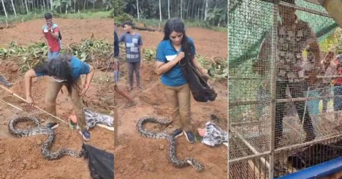 വനമേഖല വിട്ട് പെരുമ്പാമ്പുകൾ, ജെസിബിയിൽ ചുറ്റിയ ഭീമനെ പിടികൂടിയത് ...