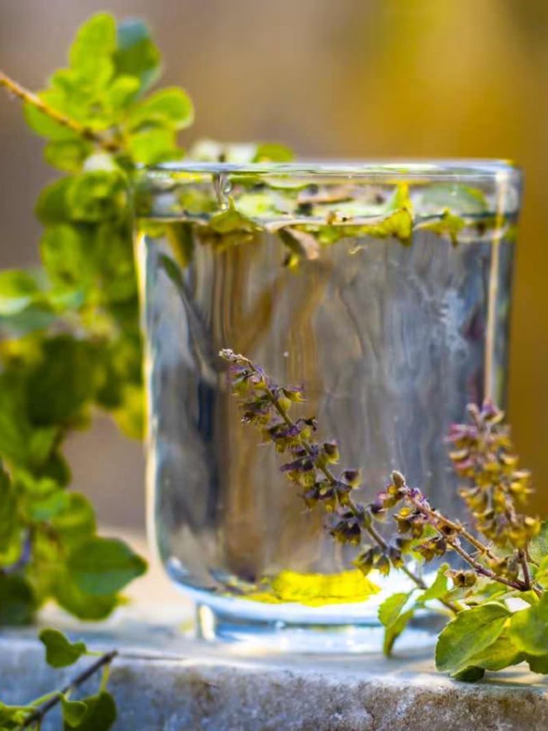 7 benefits of drinking Tulsi water: A natural elixir for wellness