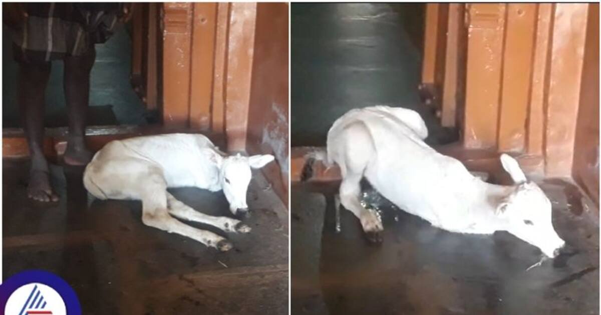 Two Legged calf birth: ಪರಶಿವನ ಪುನರ್ಜನ್ಮವೆಂದು ಪೂಜಿಸಿದ ಜನ