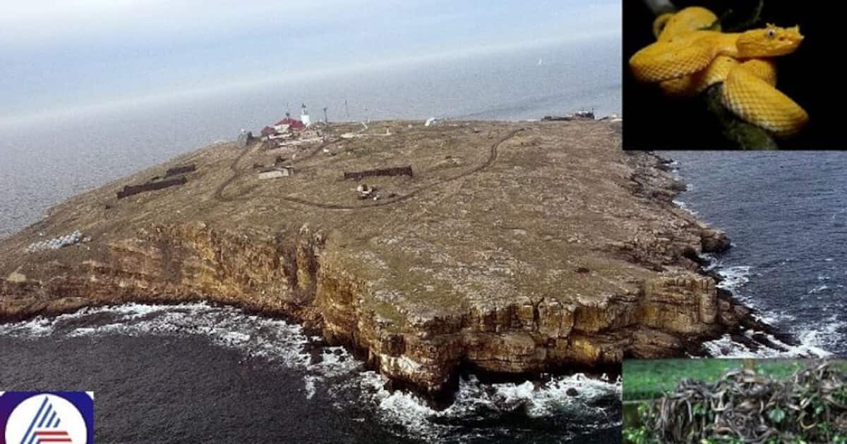 Exploring the mysteries of Snake Island in Brazil: World's most ...