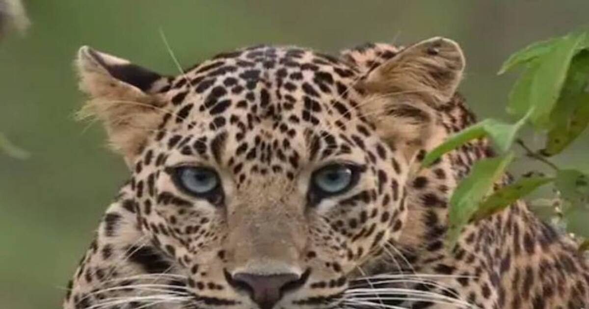 Karnataka: Leopard sightings in Chamarajanagar spark fear among villagers