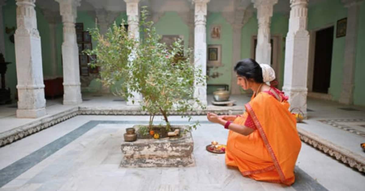 Tulsi worship: How to worship Tulasi Devi to attain her blessings? Read HERE