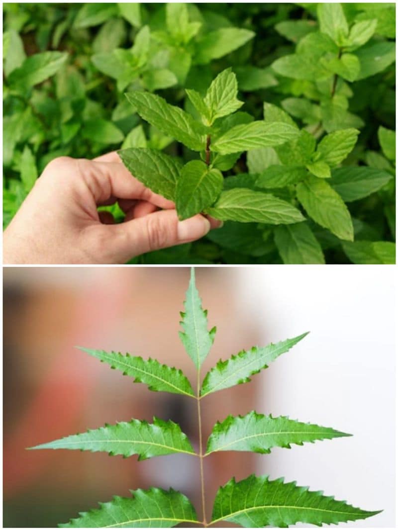 Tulsi to Neem: 7 medicinal plants for optimal health in India