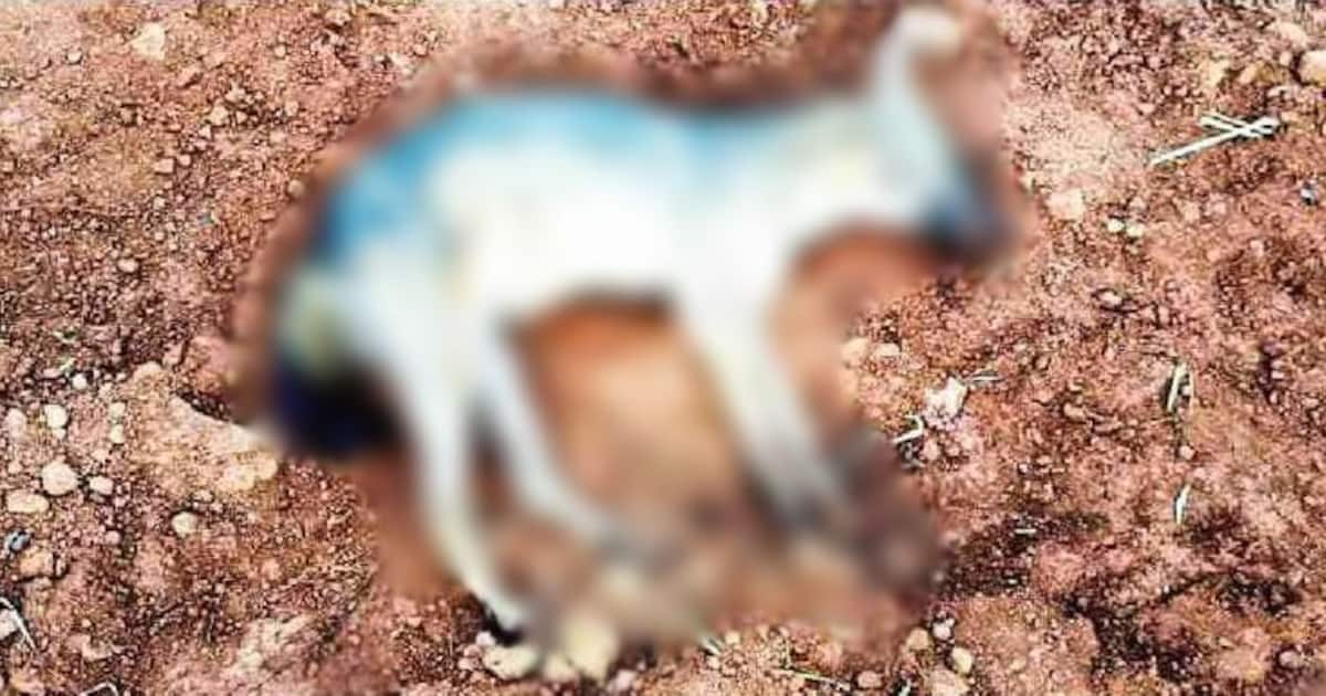 Kerala: Rabies infection confirmed in golden jackal that bit 3 people ...