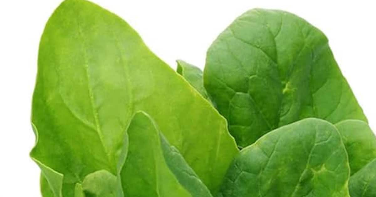 Weight Loss With Palak Spinach in Winter : Pasalai Keerai : இந்த ...