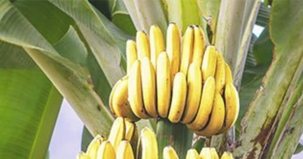 ఇంట్లో కుండీలో అరటి మొక్క ఎలా పెంచాలి..?