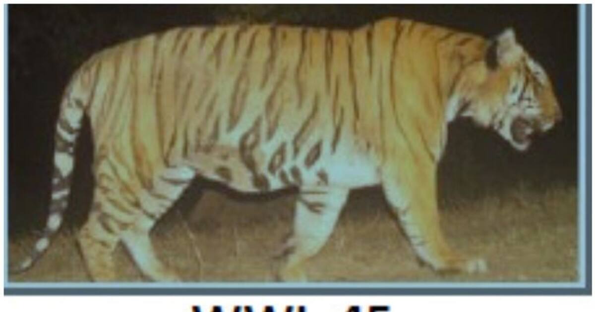 Kerala: Kumki elephants brought to catch man-eating tiger in Wayanad