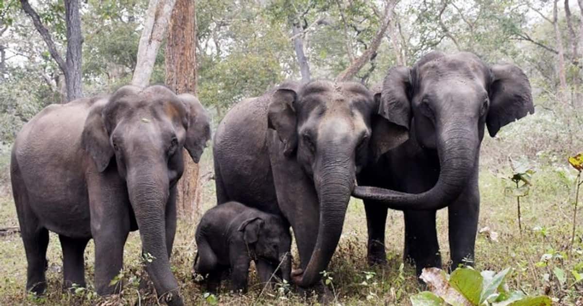 Karnataka: Wild elephants and deer captivate tourists at Bandipur Tiger ...