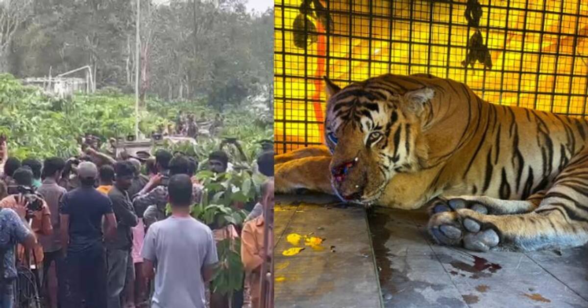 Wayanad tiger attack: കുറുക്കന്‍മൂലയില്‍ കടുവക്ക് മുമ്പില്‍ 'തോറ്റു ...