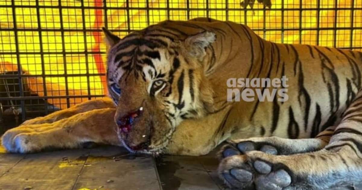 Kerala: Man-eating tiger caught from Wayanad transferred to Thrissur ...
