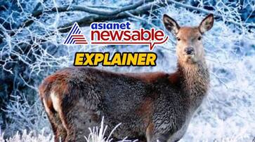 What is Prion disease? Can 'Zombie Deer disease' affect humans? What ...