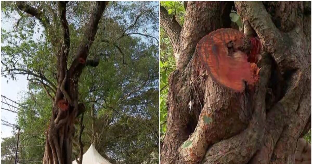 തേക്കിന്‍കാട് മൈതാനത്തെ 'ആൽമരച്ചില്ലയിൽ' രാഷ്ടീയപ്പാര്; ധൈര്യമുണ്ടെങ്കി ...