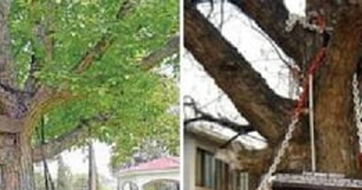 Tree under Arrest: 125 ವರ್ಷಗಳಿಂದ ಈ ಮರ ಕಂಬಿ ಹಿಂದೆ, ಮಾಡಿದ ಯಾವ ತಪ್ಪಿಗೆ ಈ ...