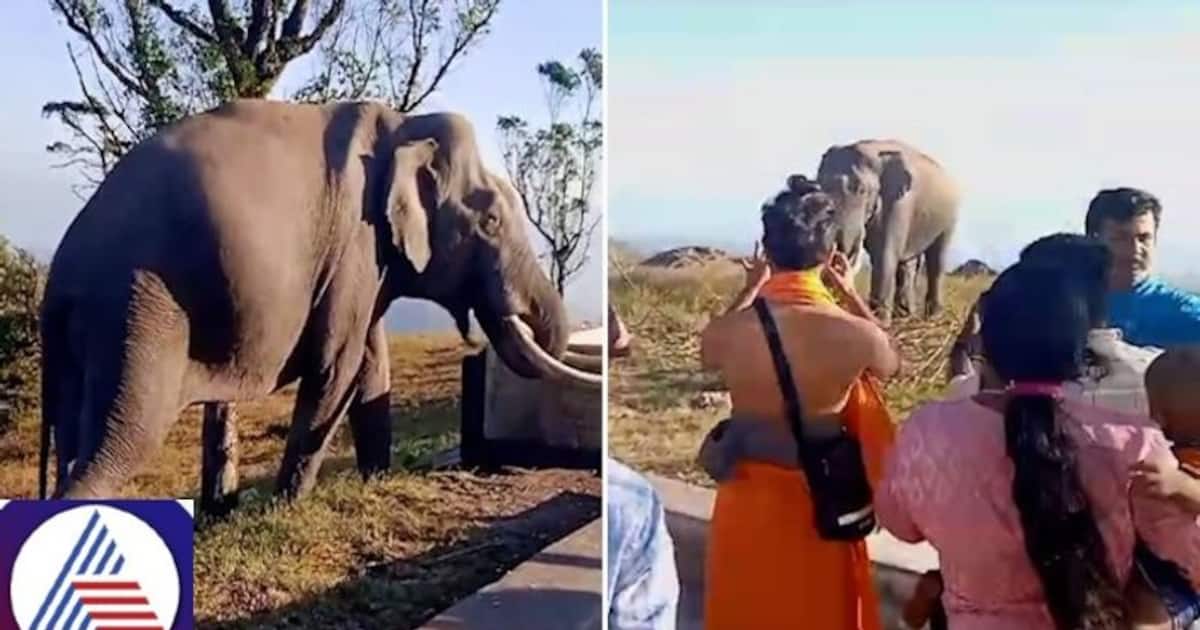 Karnataka: Lone Tusker roaming near Himavad Gopalaswamy Temple in ...