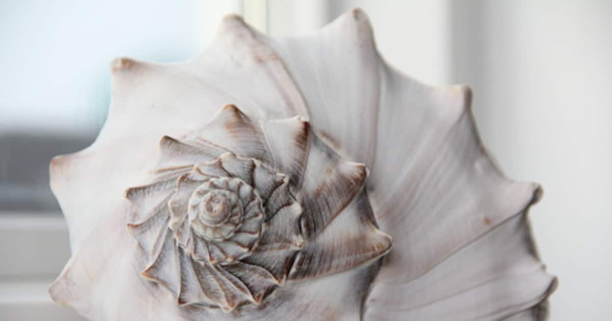 శంఖం ఎలా పుట్టిందో తెలుసా?