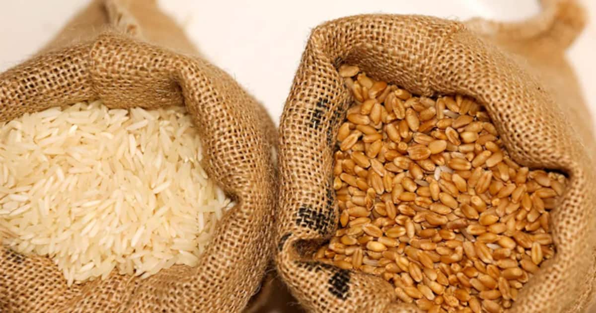 Worrying dip in nutritional quality of Indian rice and wheat: ICAR study
