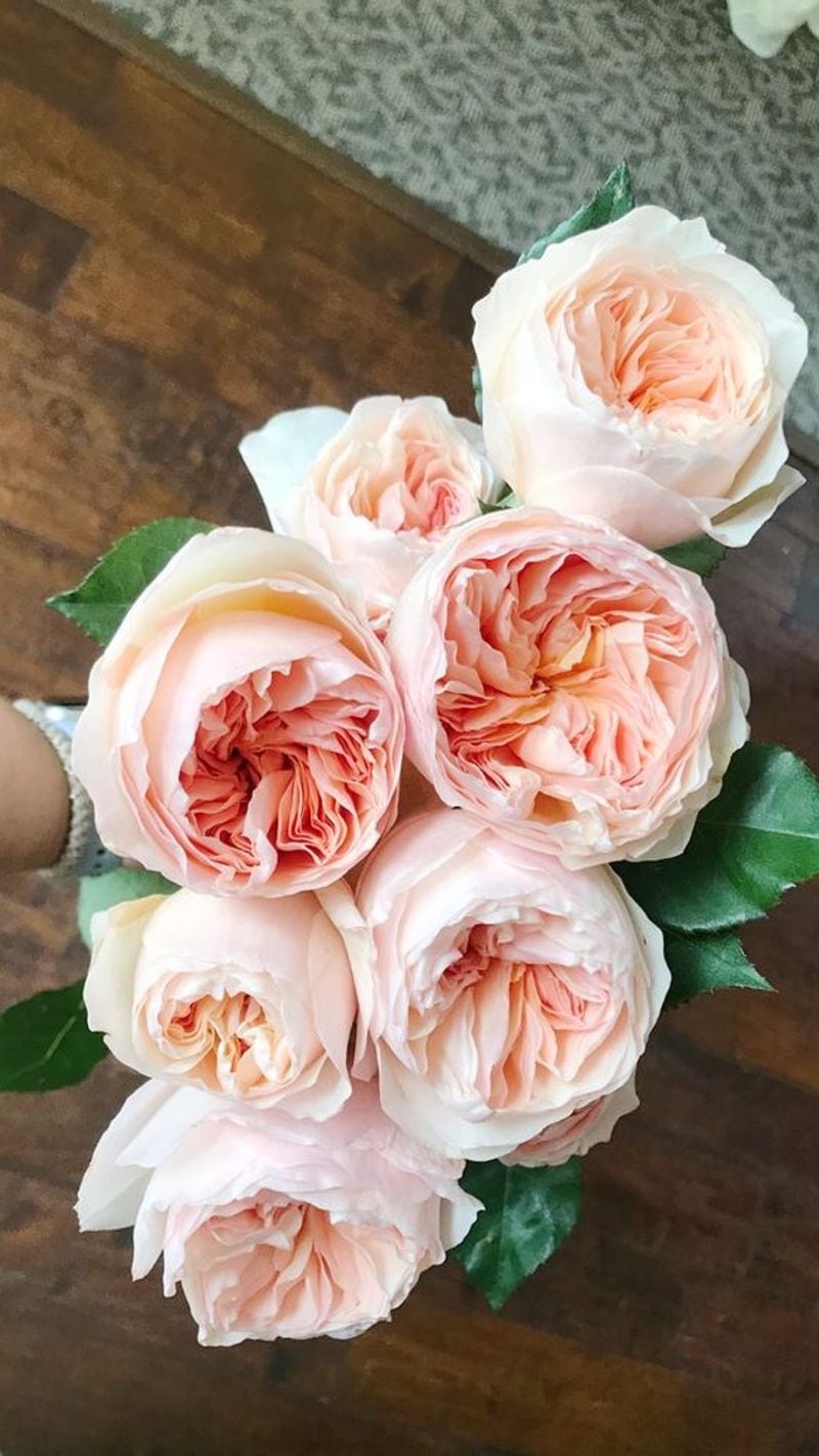 Rare Beauties: A Rose That is Priced at Rs 130 Crore