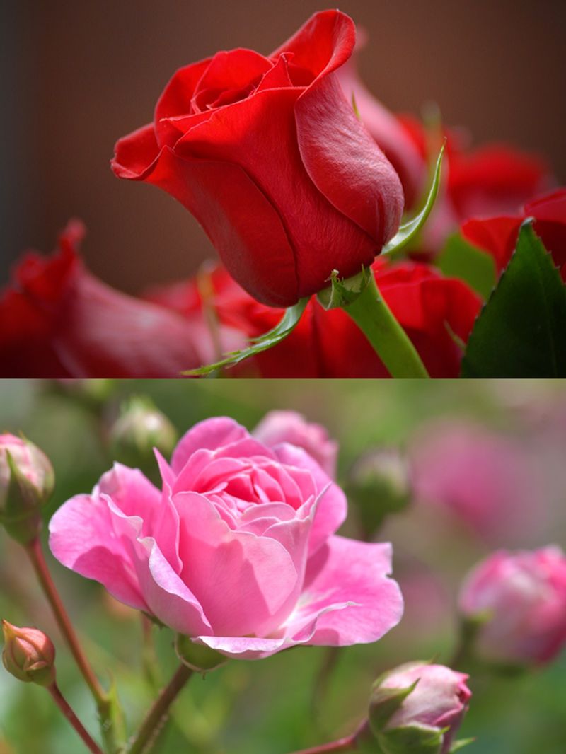 Happy Rose Day 2024: 7 colours and their meanings